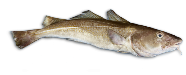 Le cabillaud, savoureusement diététique - Kiss My Chef