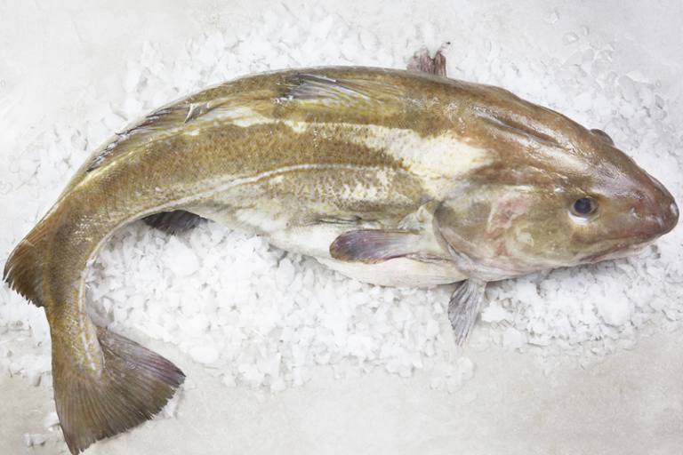 Le cabillaud, savoureusement diététique - Kiss My Chef