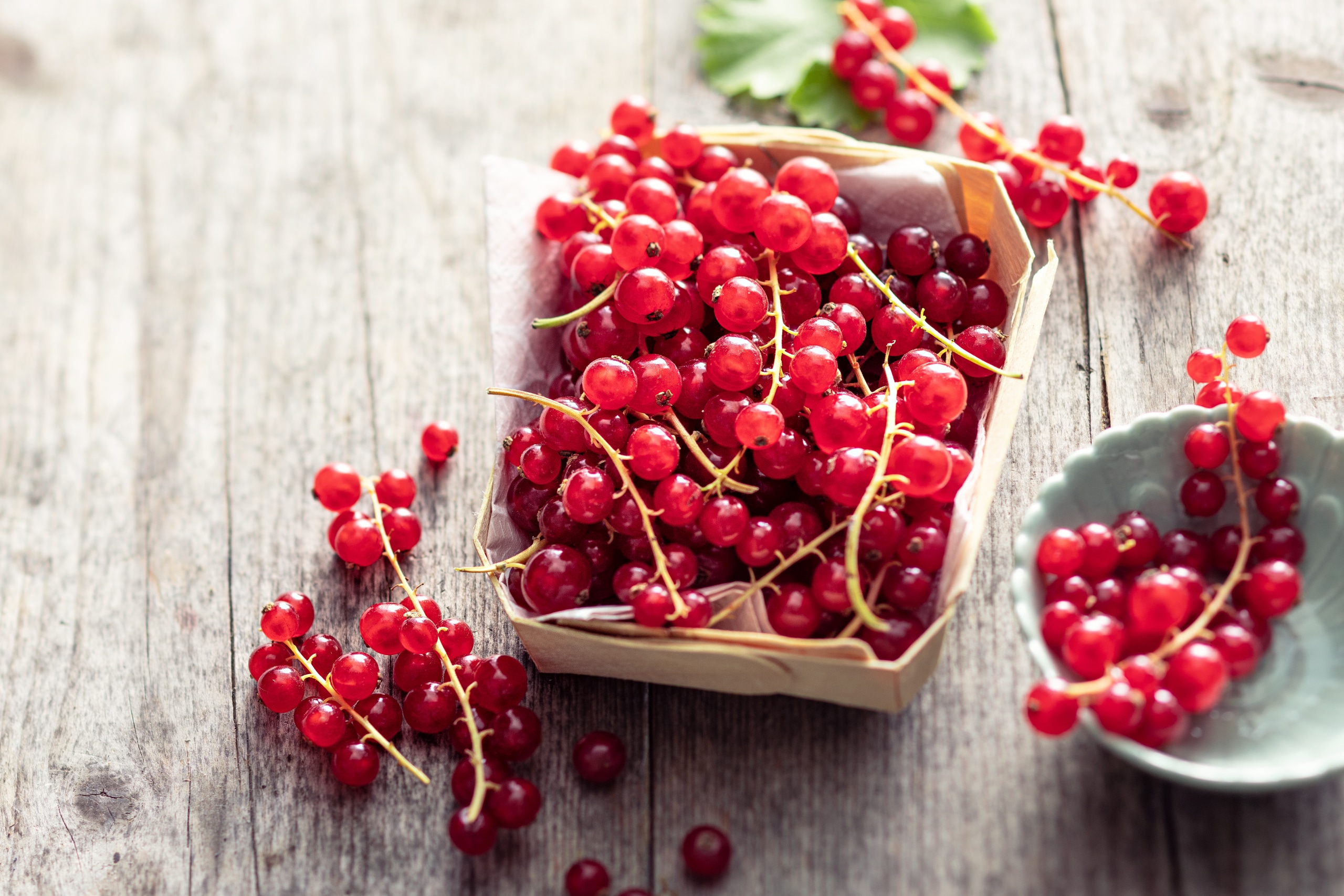 La groseille, la délicate petite baie acidulée - Kiss My Chef